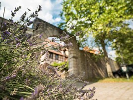 Vista de plantas de lavanda em primeiro plano, com uma ponte de pedra e edifícios ao fundo.