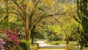 Jardim