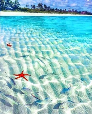 Pesca