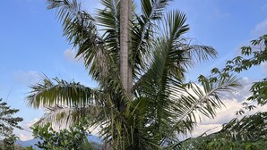 Paisagem natural com uma palmeira imponente, troncos de madeira e folhagem densa.