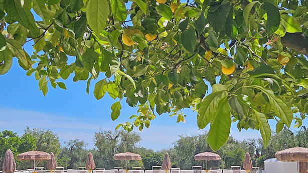 Piscina com espreguiçadeiras e guarda-sóis, cercada por árvores.