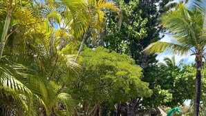 Um jardim com diversas árvores e um caminho de cascalho.
