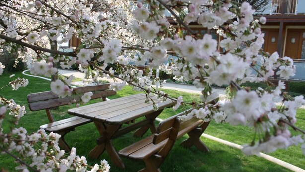 Mesa de piquenique e bancos cercados por cerejeiras em flor numa área gramada.
