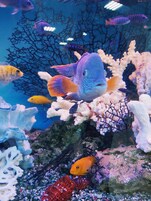 Um aquário com diversos peixes e formações de corais.
