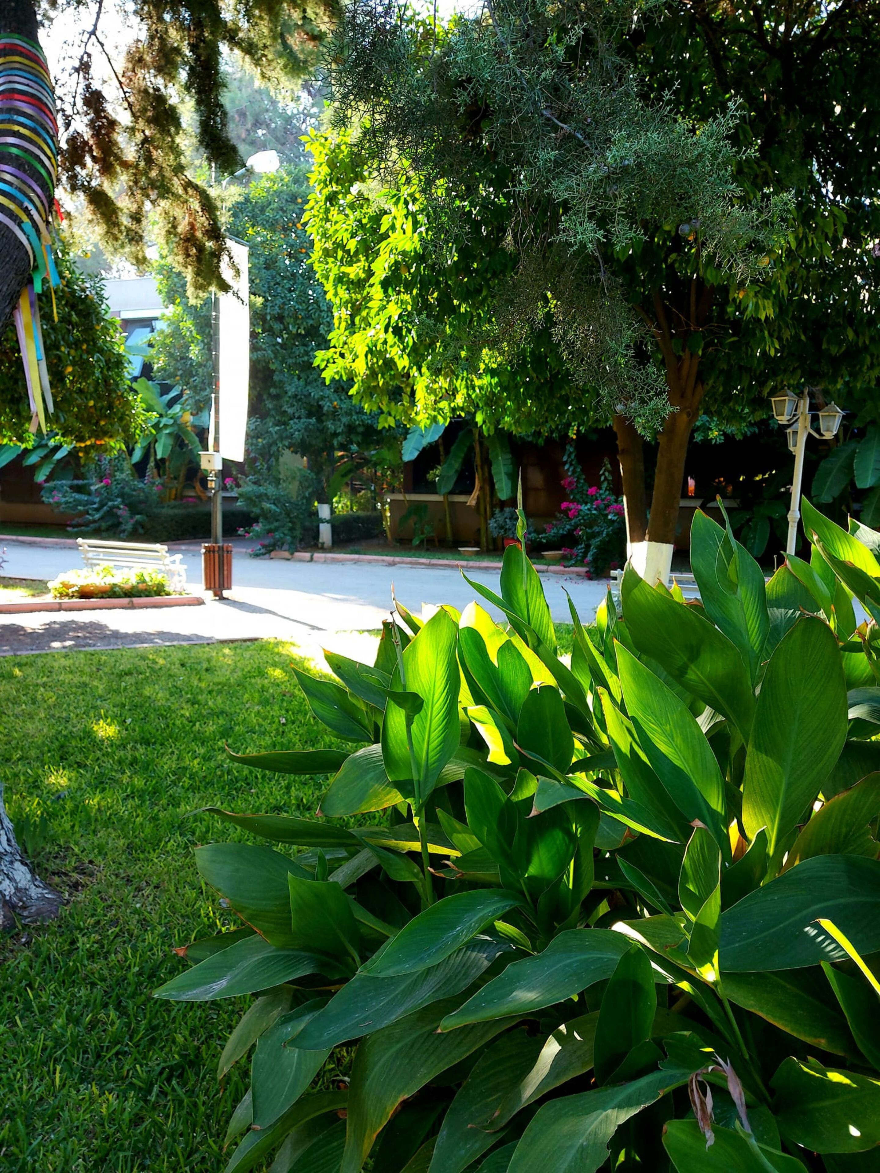 Um jardim exuberante com diversas plantas e árvores, um banco e um lampião.