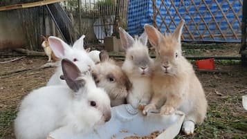 Aceita animais de estimação