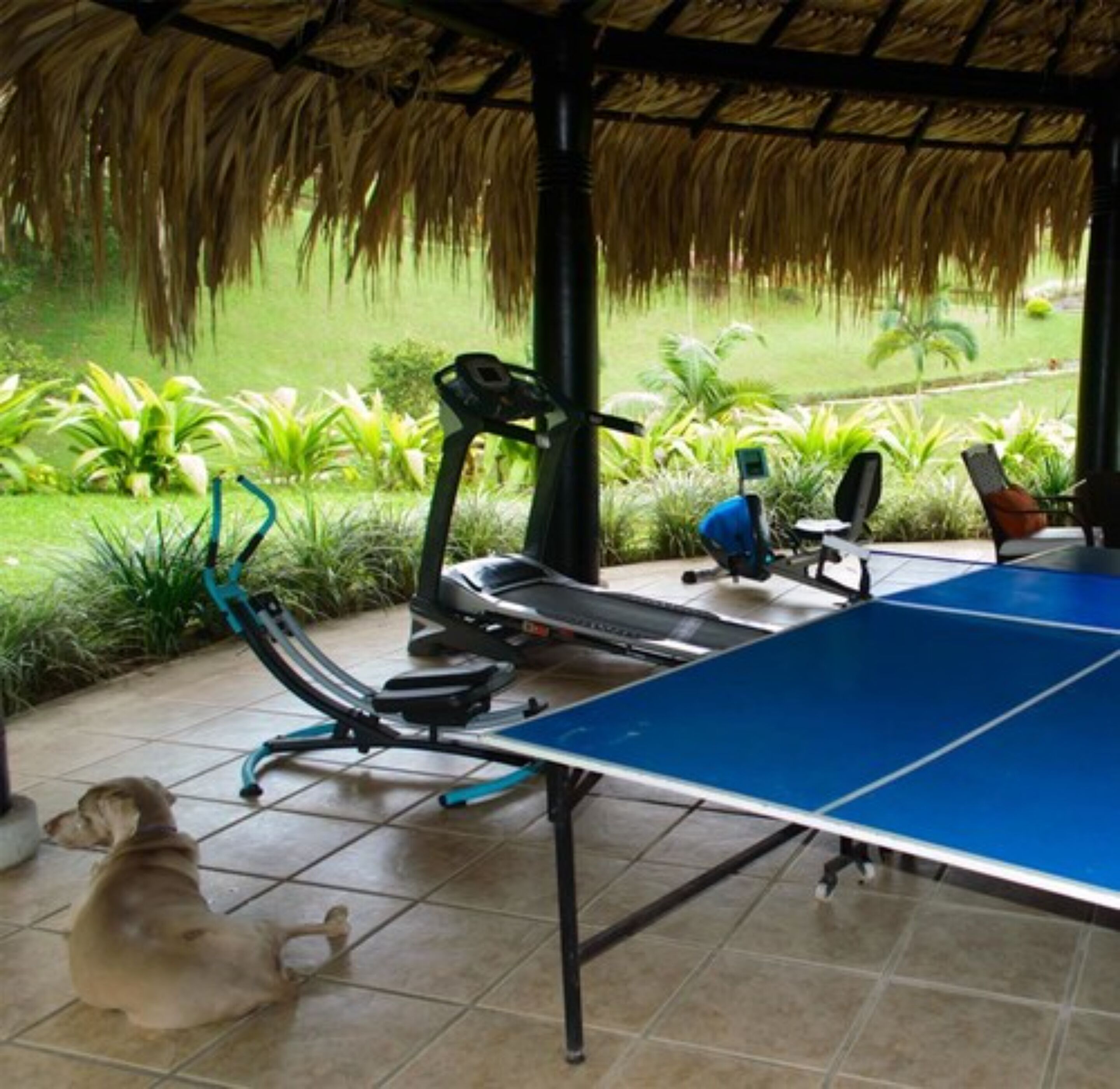 Área externa coberta com mesa de pingue-pongue, equipamentos de exercícios e um cão.