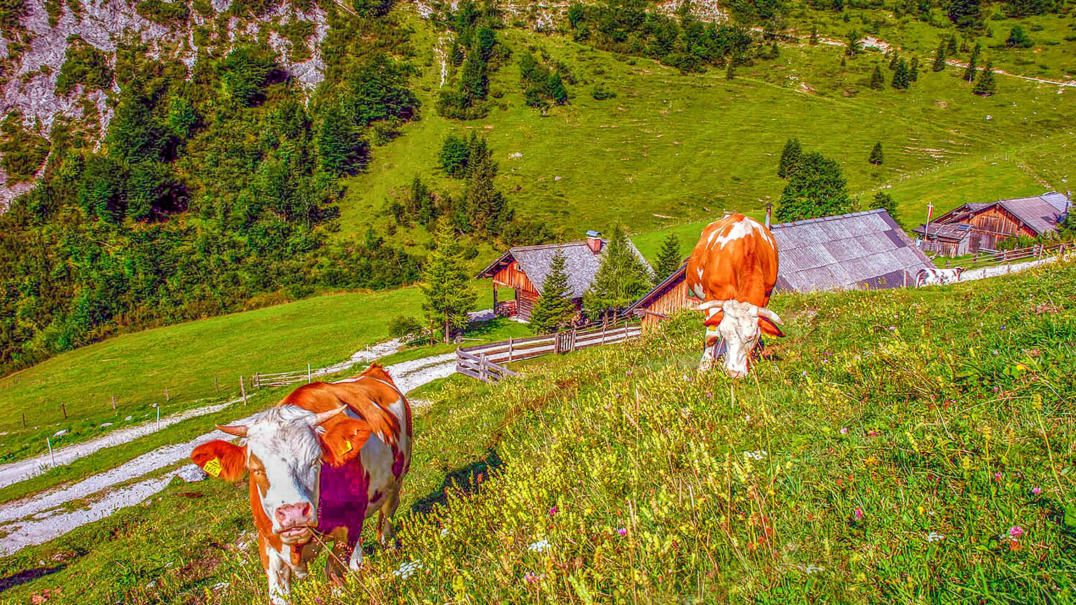 Paisagem rural com vacas pastando, cerca de madeira e edifícios tradicionais.