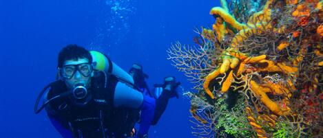 Um mergulhador explora um recife de coral vibrante, com diversos corais coloridos e vida marinha.