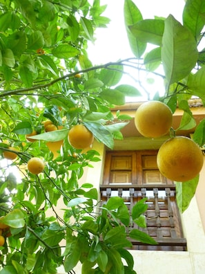 Jardim