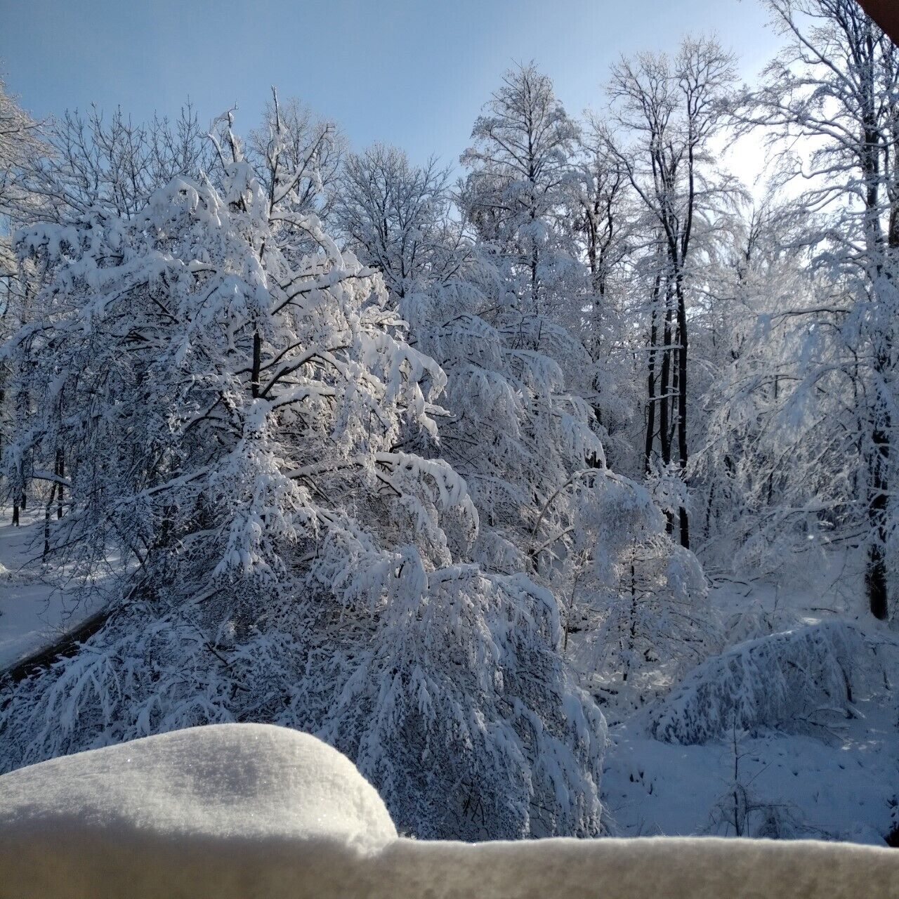 Uma paisagem nevada de floresta com árvores densas cobertas de neve.
