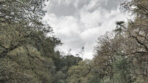 Uma cascata fluindo por uma paisagem rochosa com vegetação densa.