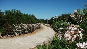 Uma estrada rural ladeada por vegetação densa e plantas floridas.