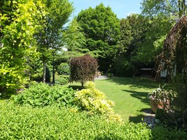 Um jardim exuberante com diversas plantas e uma sebe bem aparada.