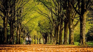 Uma trilha arborizada em meio a uma área florestal.