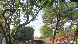 Um jardim bem cuidado, com diversas árvores e um caminho pavimentado.