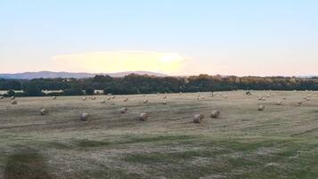 Um vasto campo com fardos de feno espalhados pela paisagem, céu claro e árvores e colinas ao longe.