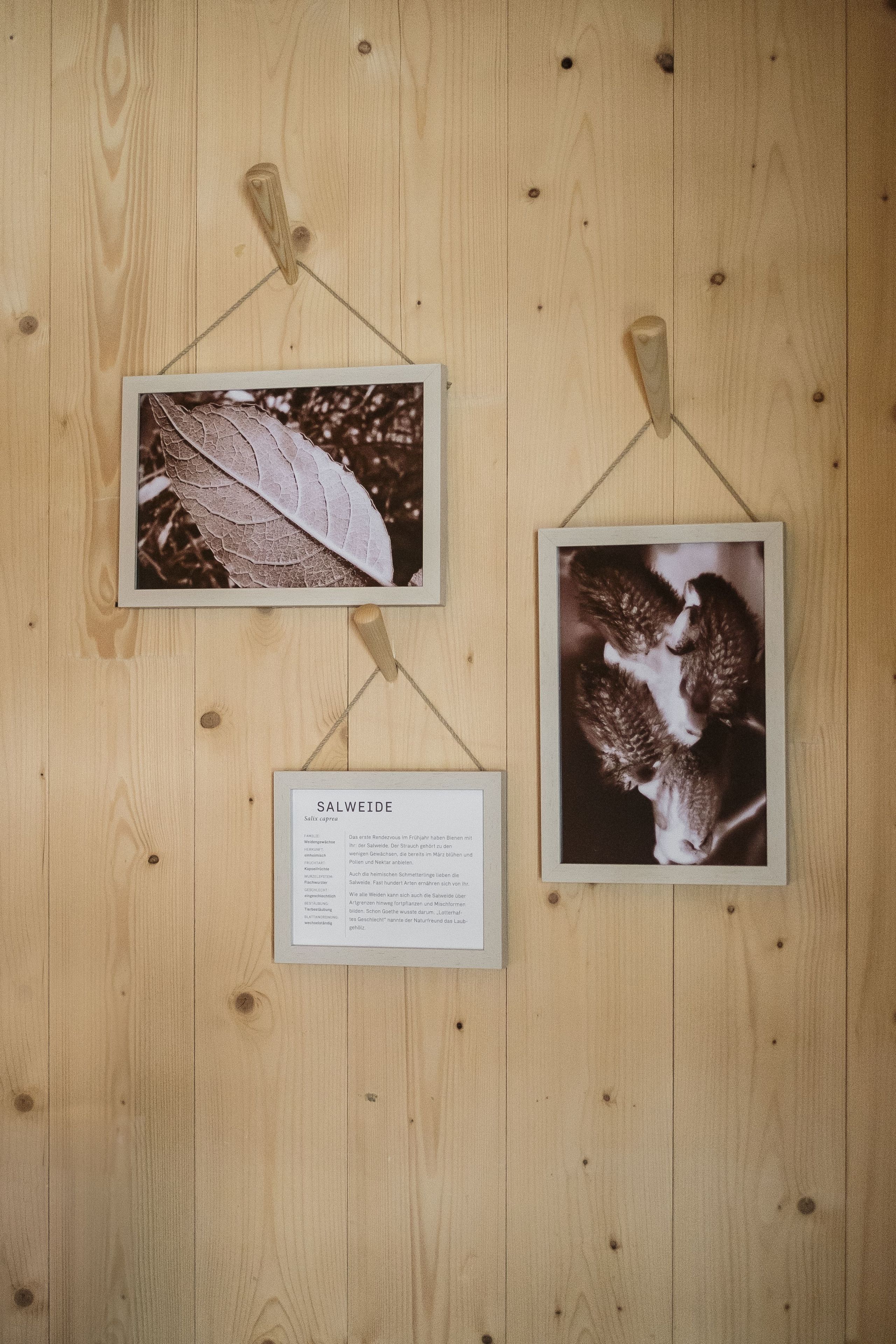 Duas fotografias emolduradas de pássaros e uma placa com texto.