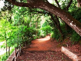 Uma trilha na floresta com um corrimão de madeira de um lado.