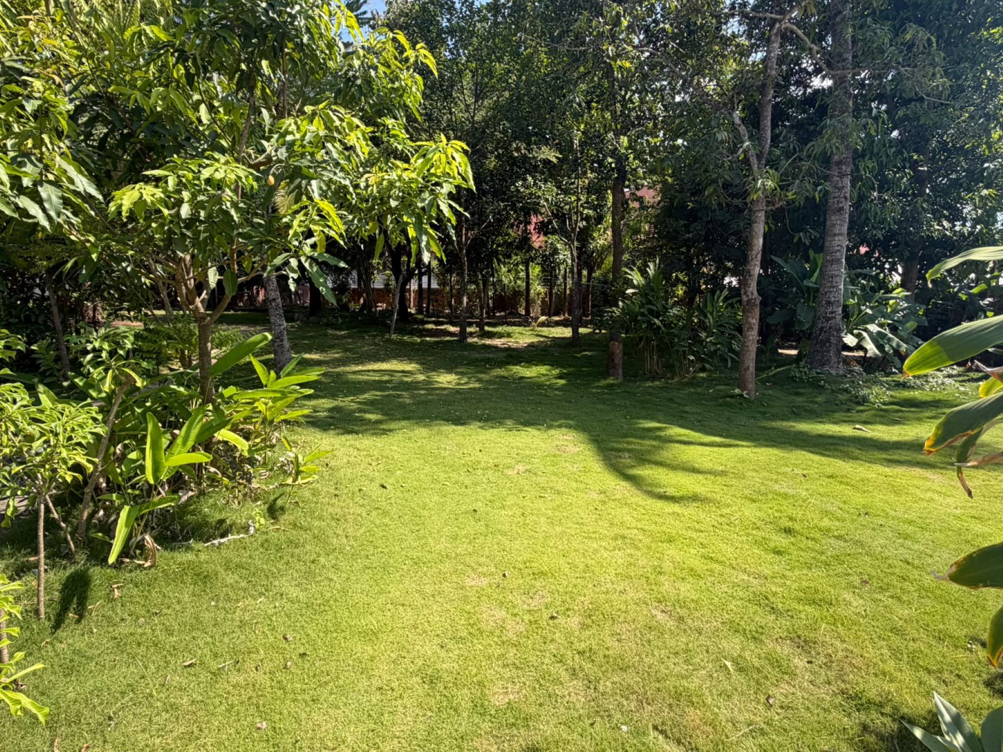 Área gramada bem cuidada, com diversas árvores e arbustos, provavelmente parte de um jardim ou parque.