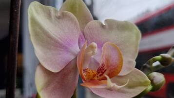 Um close-up de uma flor com fundo desfocado.