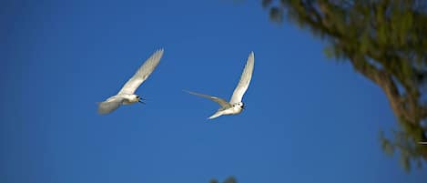 Duas aves voando contra um céu azul límpido.