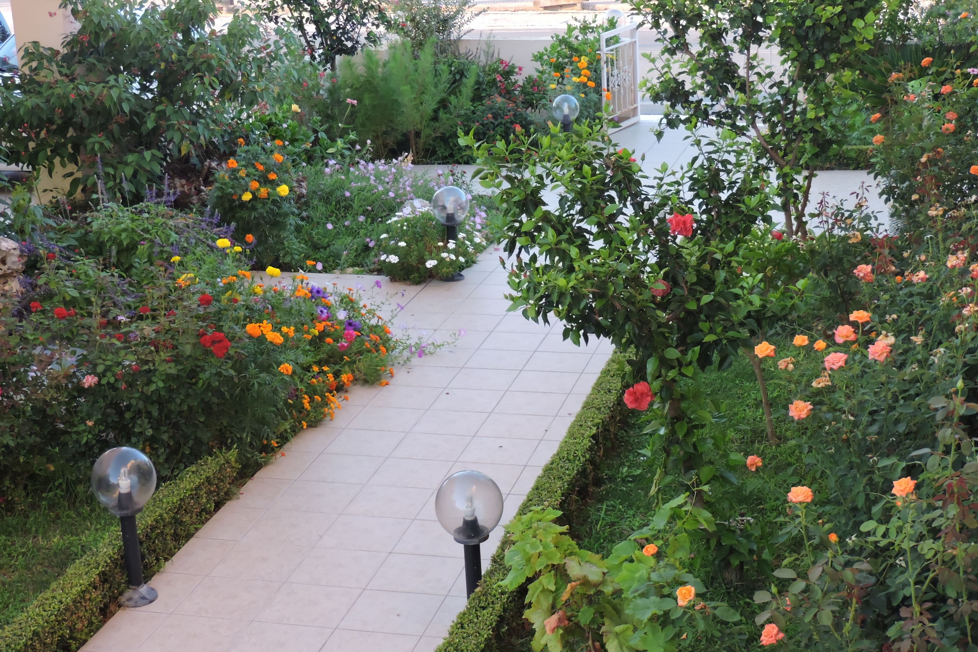 Um caminho no jardim com diversas plantas floridas e arbustos.