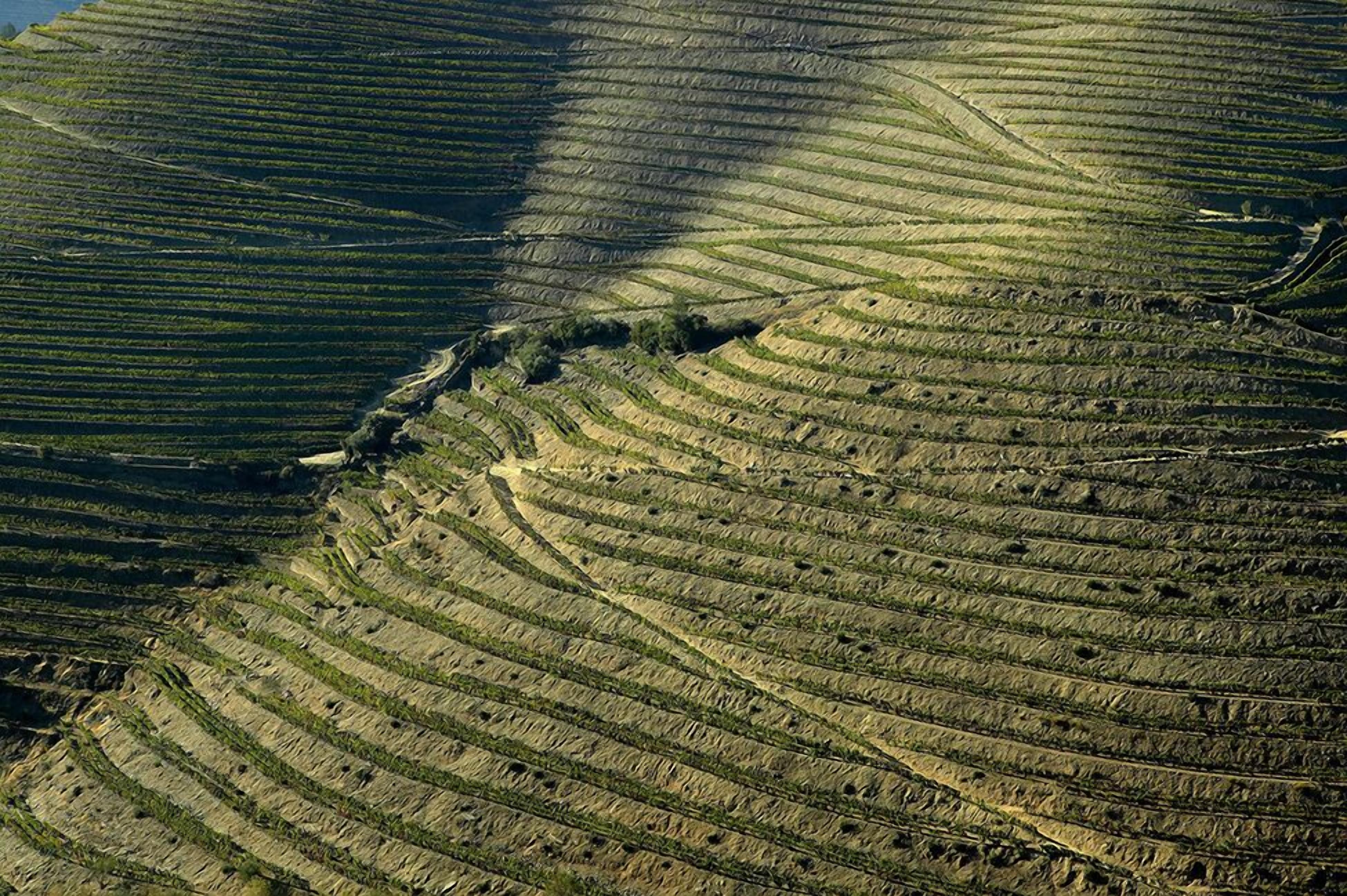 Campos agrícolas em socalcos com um caminho estreito no centro.