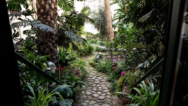 Uma trilha de pedra serpenteia por um jardim exuberante, repleto de plantas e árvores.