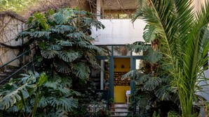 Um jardim exuberante com plantas tropicais grandes, uma escadaria que leva a uma porta amarela e uma cadeira de metal.