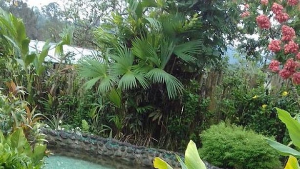 Um jardim com um pequeno lago, cercado por diversas plantas e um caminho de pedra.