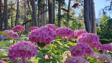 Jardim