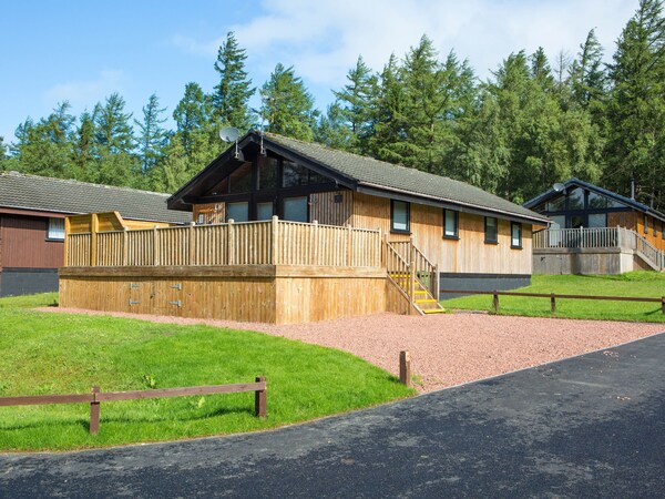 Pine Tree - Otterburn