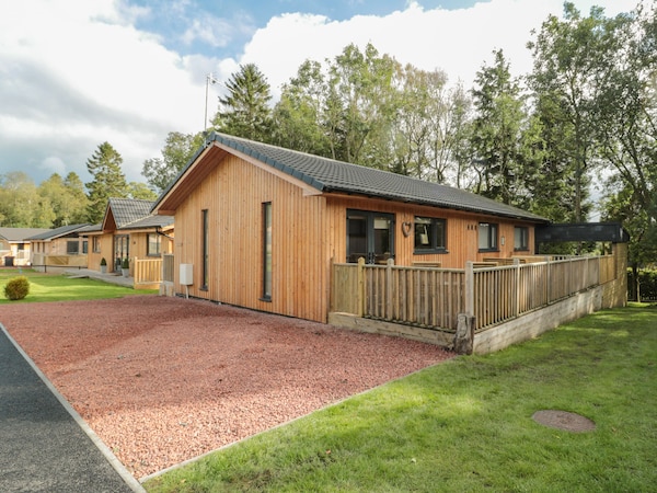 Barn Owl - Newcastle upon Tyne