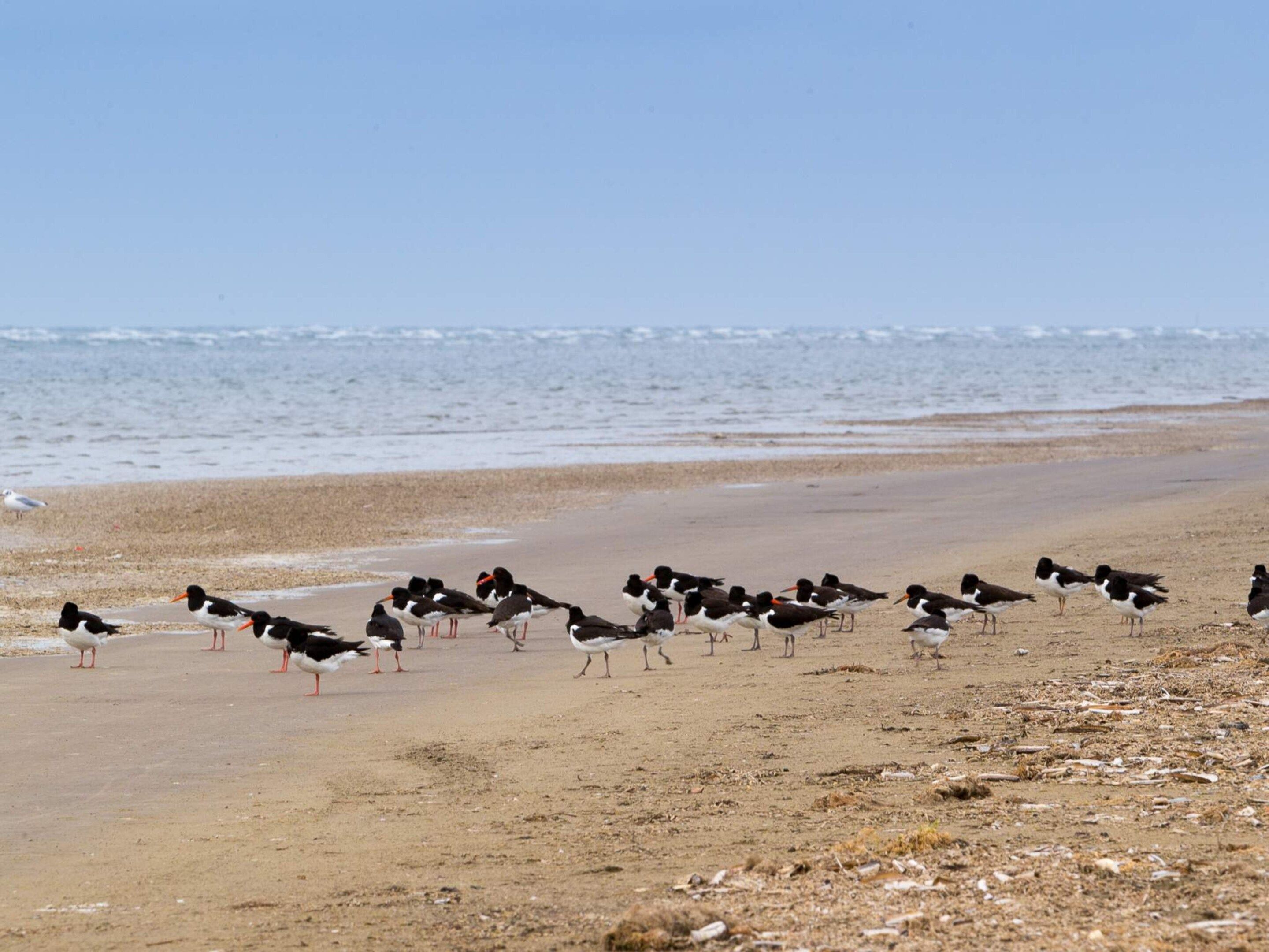 Uma praia com aves e o mar ao fundo.