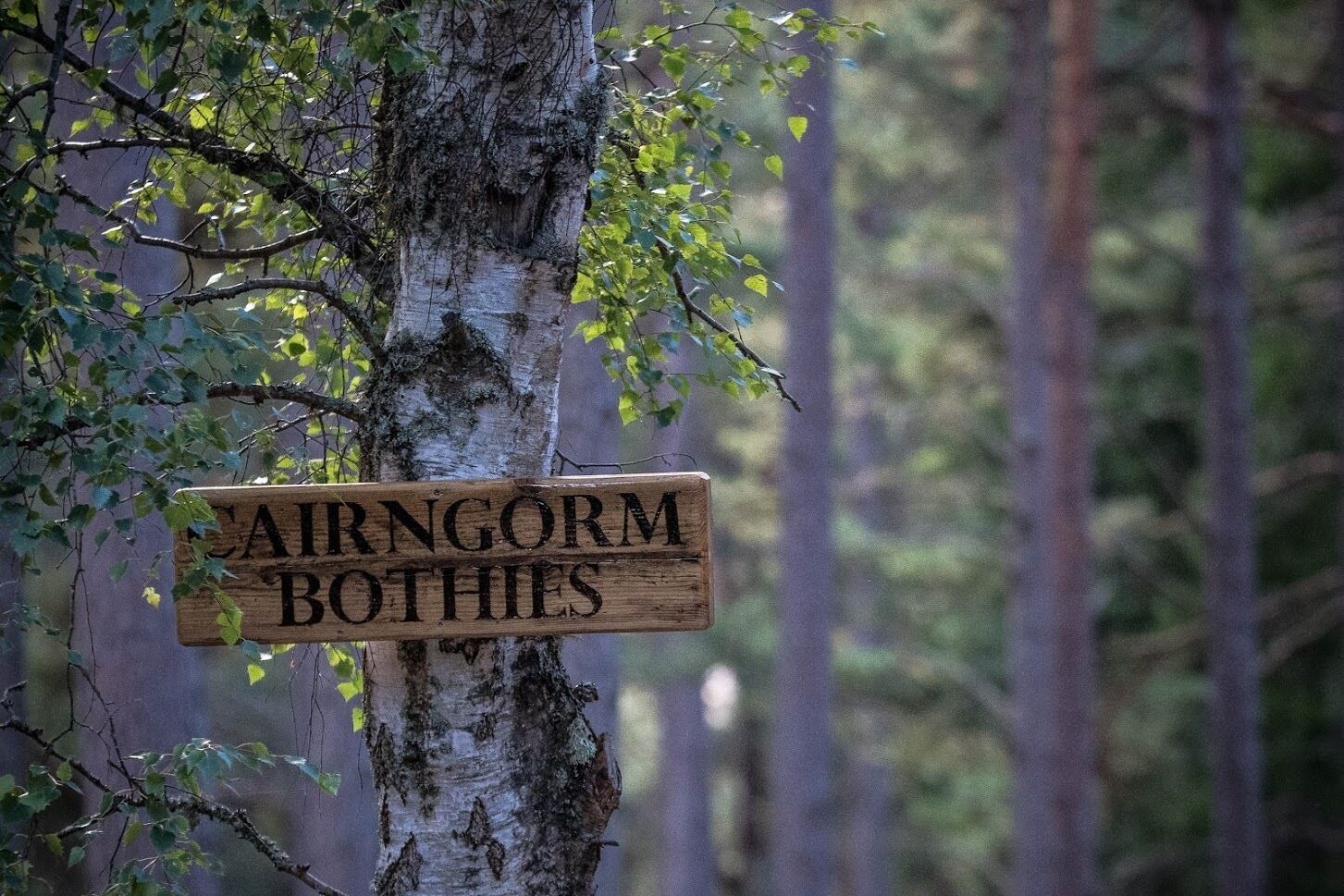Uma placa de madeira com o texto "AIRNORM BOTHIES" fixada em uma árvore.