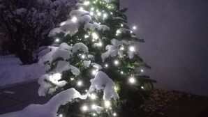 Um pinheiro coberto de neve com luzes, com um céu escuro ao fundo.