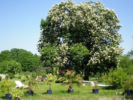 Jardim