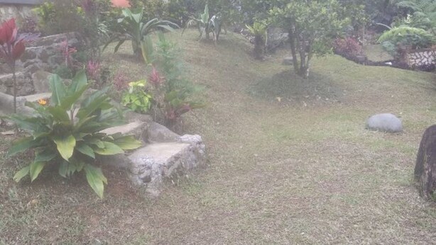 Um jardim ajardinado com diversas plantas e um caminho de pedra.