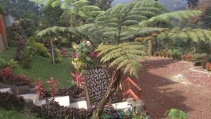 Um jardim com diversas plantas e um caminho.