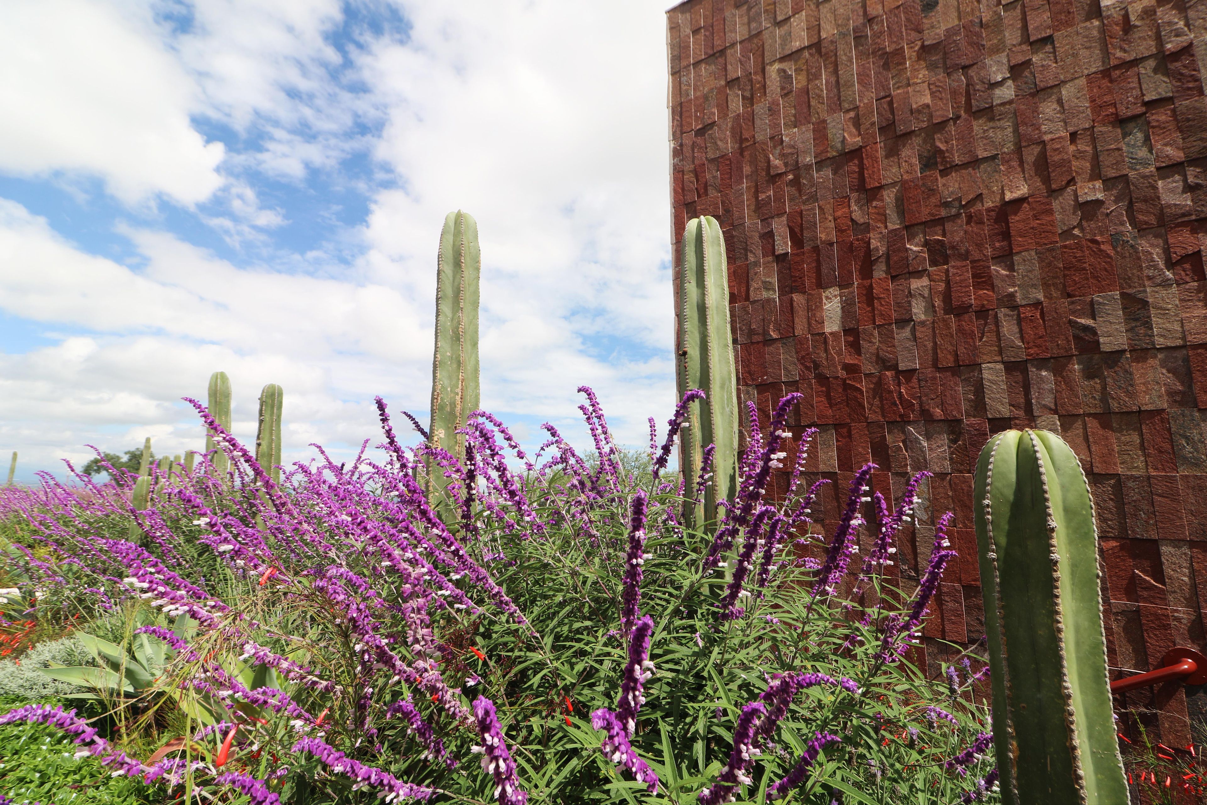 Um jardim de cactos com cactos altos e plantas floridas de cor roxa.