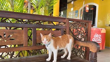 Comodidades para pets