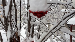 Uma árvore coberta de neve com berris vermelhas e uma casa ao fundo.