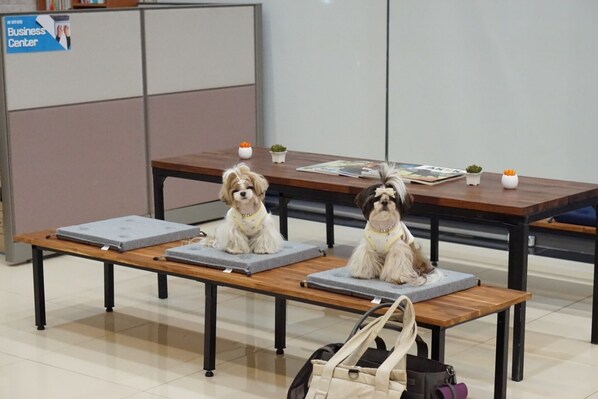 Dois cães sentados em plataformas acolchoadas a uma mesa de madeira em um centro de negócios.
