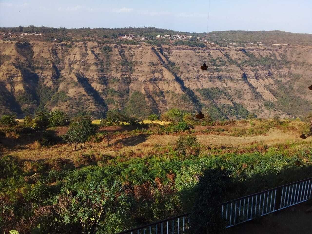 Vinhedo com colinas em socalcos e uma cidade ao longe.