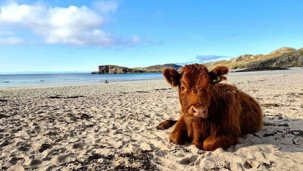 Uma vaca deitada numa praia arenosa, com céu limpo e colinas ao longe.