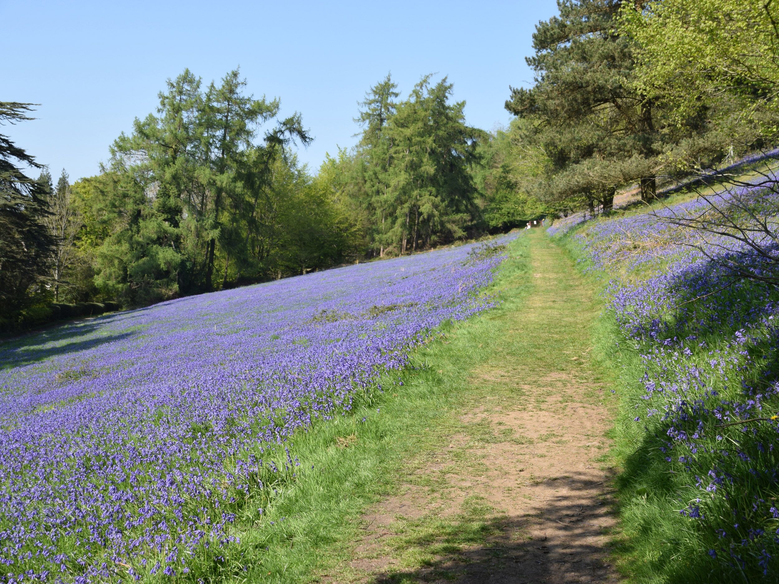 Um caminho serpenteando por um campo de flores roxas, com árvores de ambos os lados.