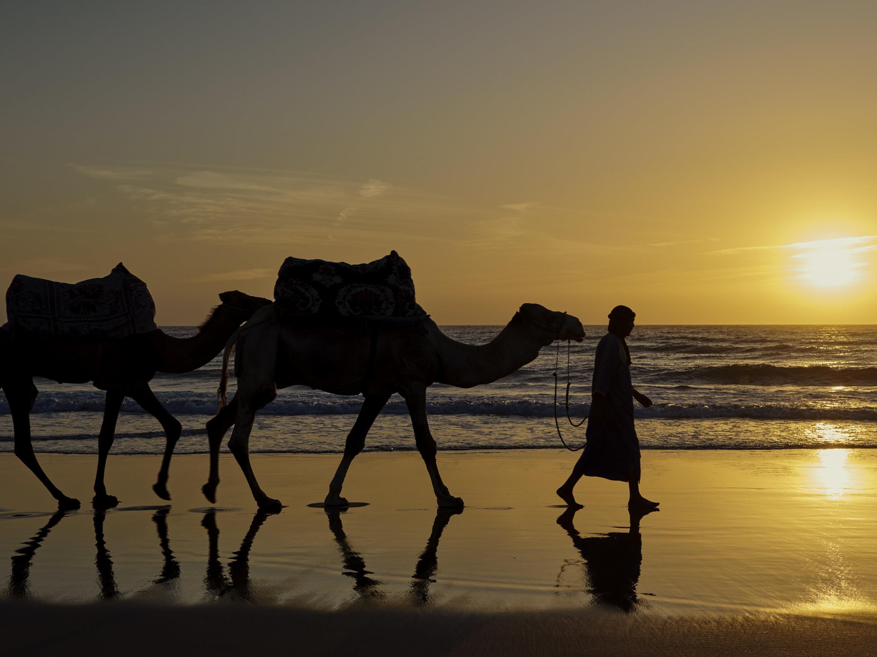 Cena de praia com camelos e uma pessoa caminhando pela costa ao pôr do sol.