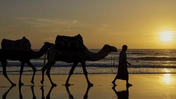 Cena de praia com camelos e uma pessoa caminhando pela costa ao pôr do sol.
