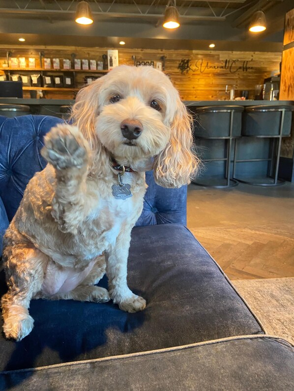 Um cão pequeno e fofo sentado num sofá azul escuro num espaço moderno com detalhes em madeira e um bar ao fundo.